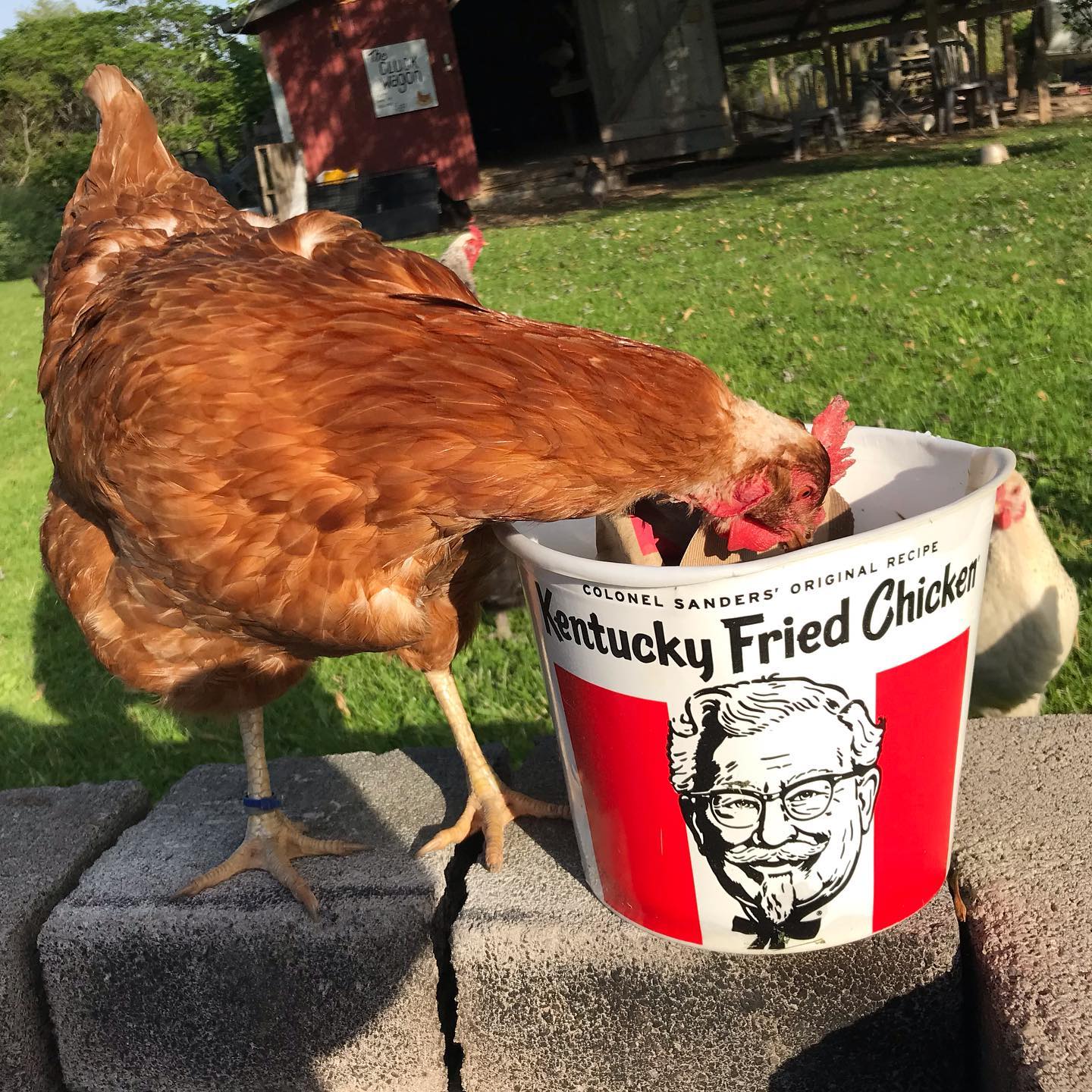 My favorite chicken | Community Chickens