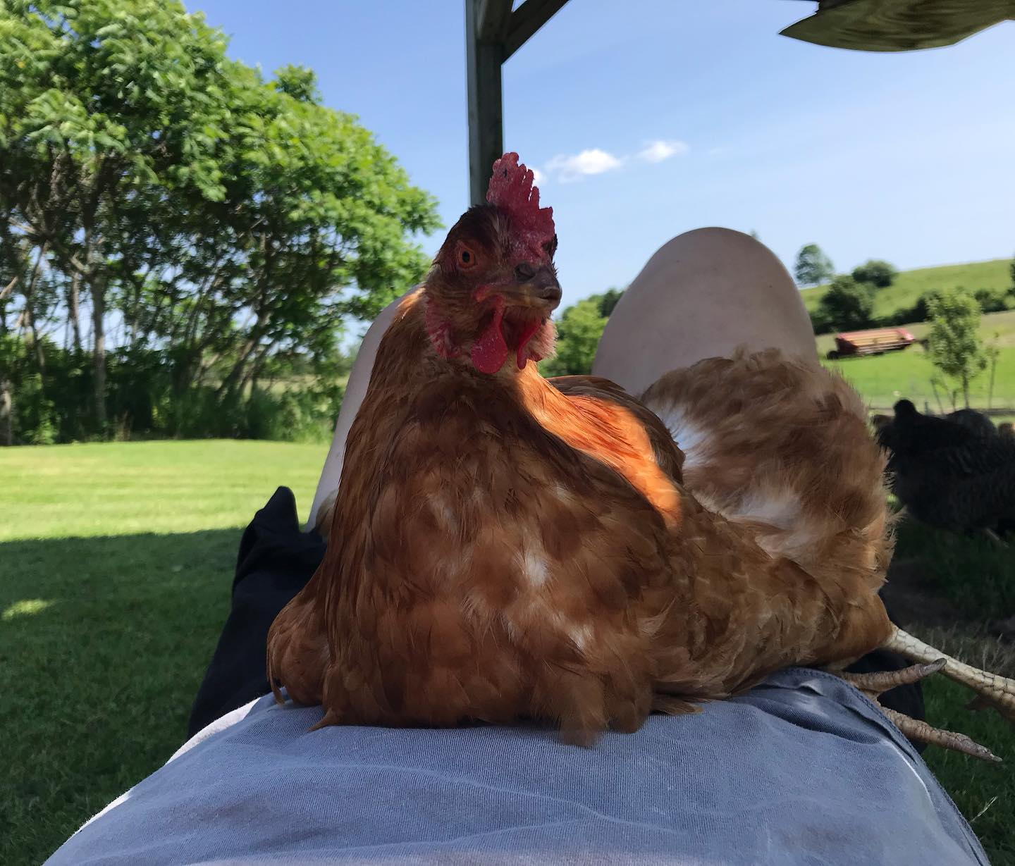 My favorite chicken | Community Chickens