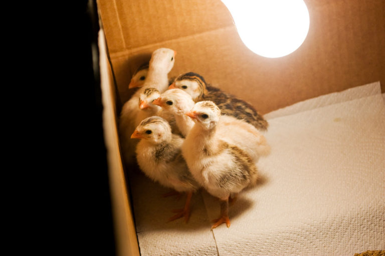 Keeping Keets Down on the Farm | Community Chickens