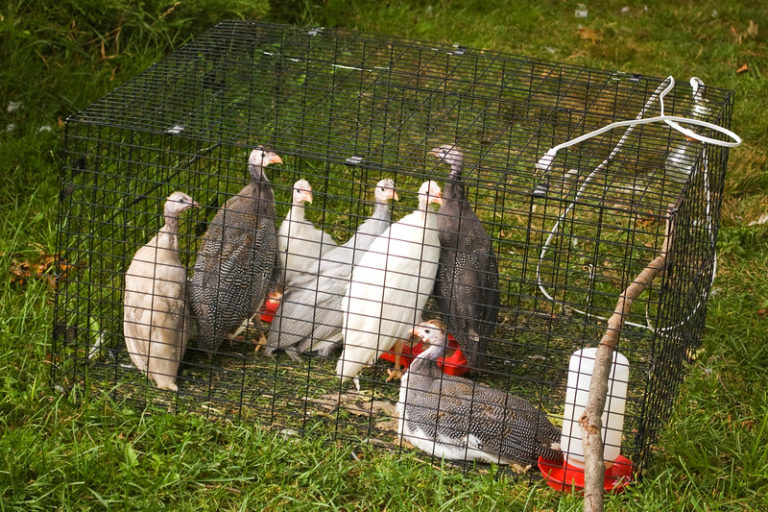 Keeping Keets Down on the Farm | Community Chickens