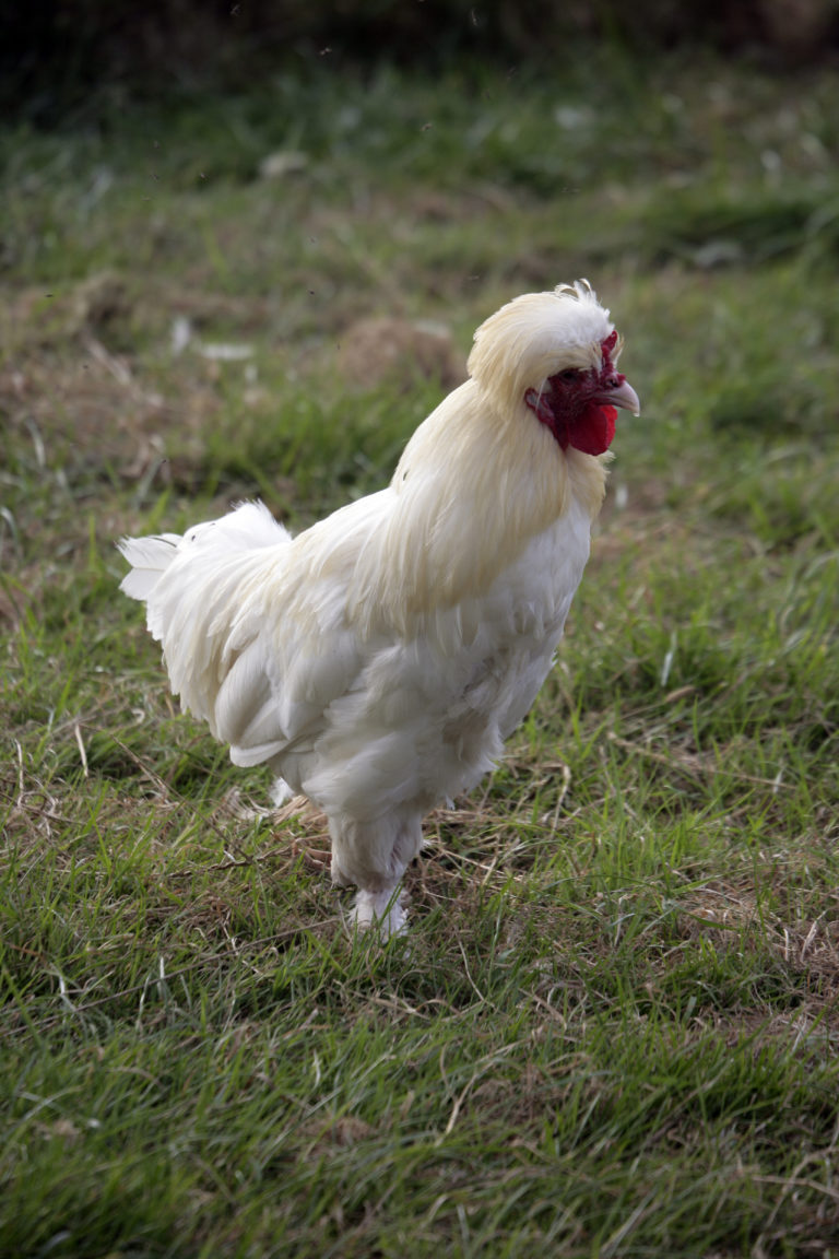 Breed Profile: Sultan Chicken | Community Chickens