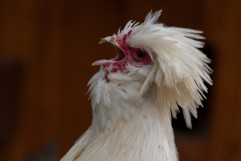 Breed Profile: Sultan Chicken | Community Chickens