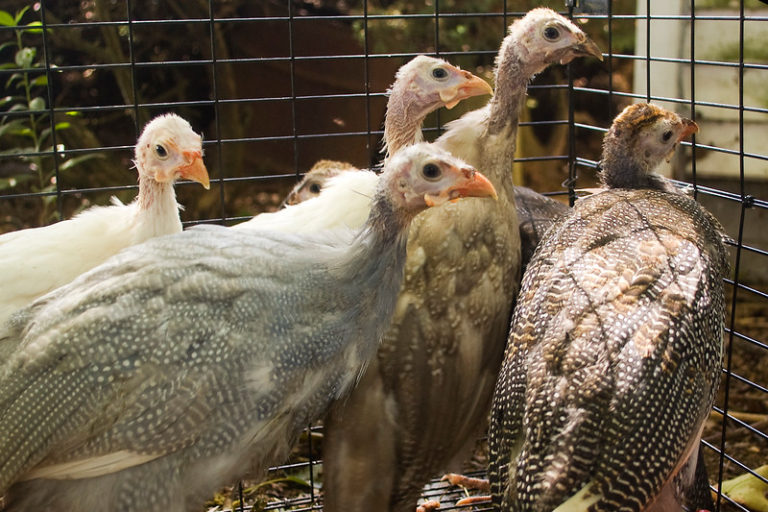 Keeping Keets Down on the Farm | Community Chickens