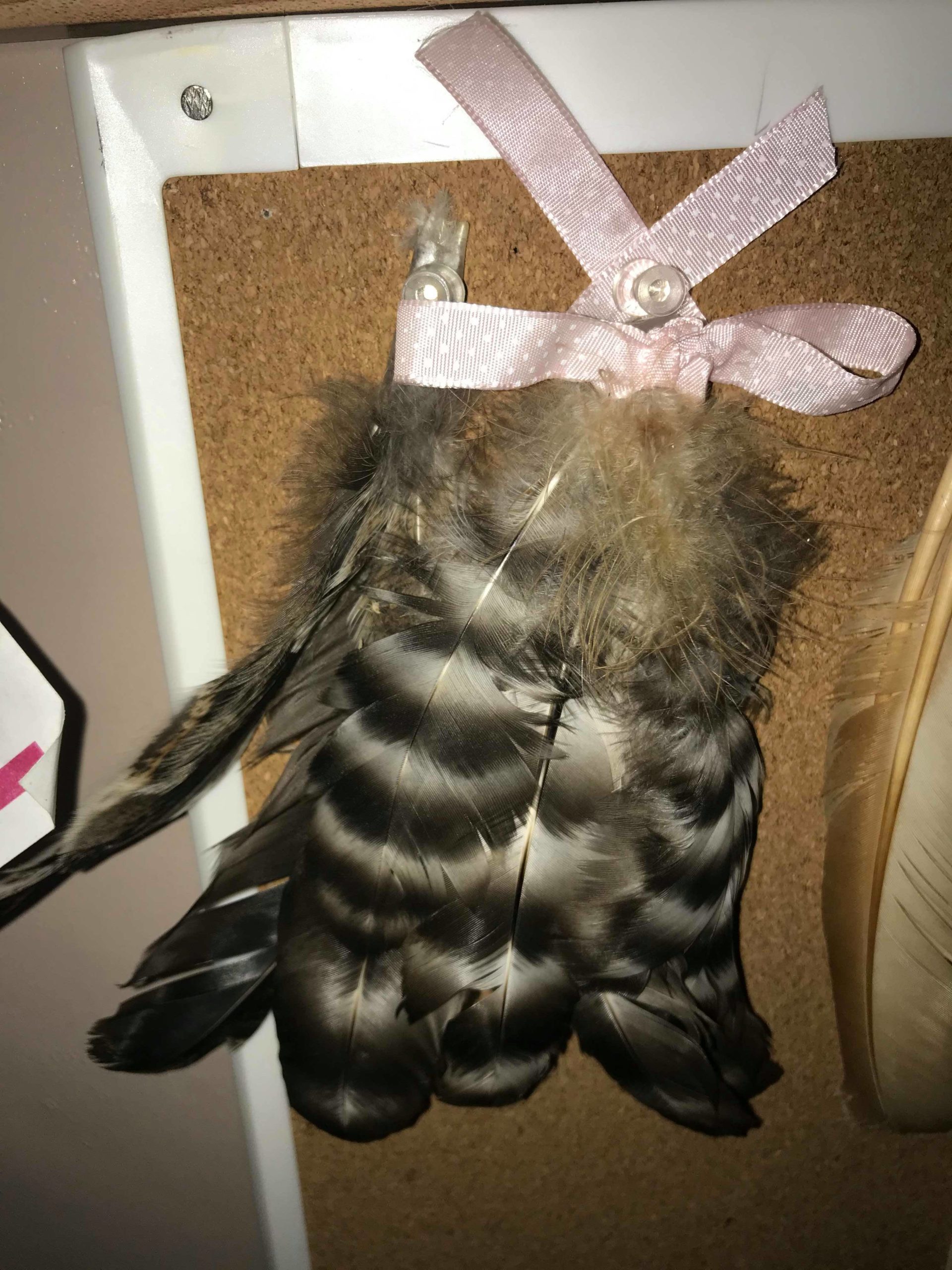 Saving and displaying feathers | Community Chickens