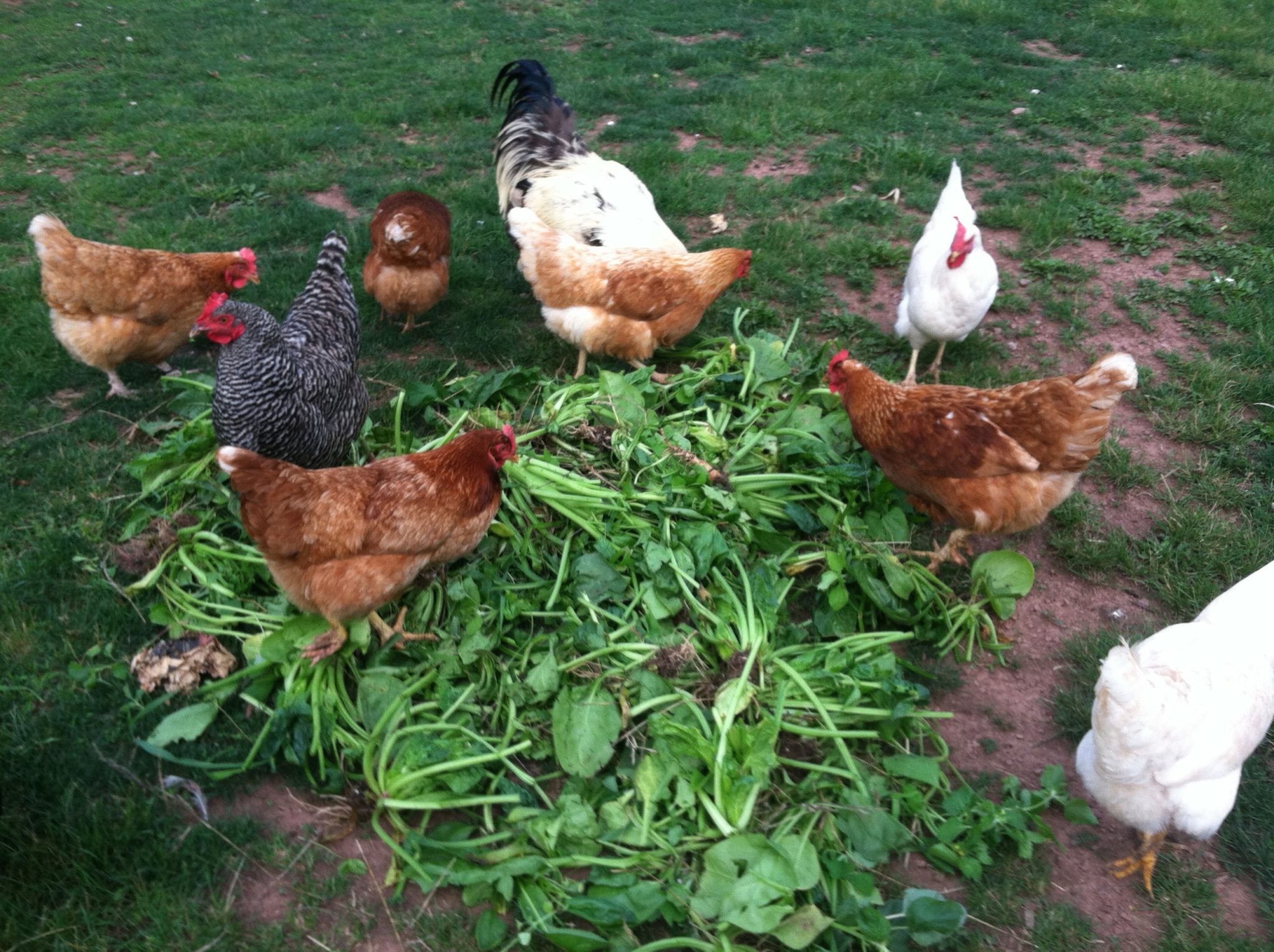 Grandma Chicken | Community Chickens