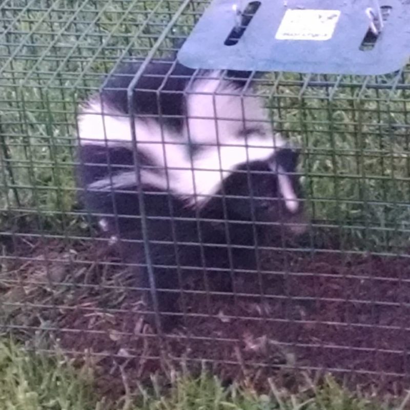 Suburban poultry predators - and how to thwart them! | Community Chickens