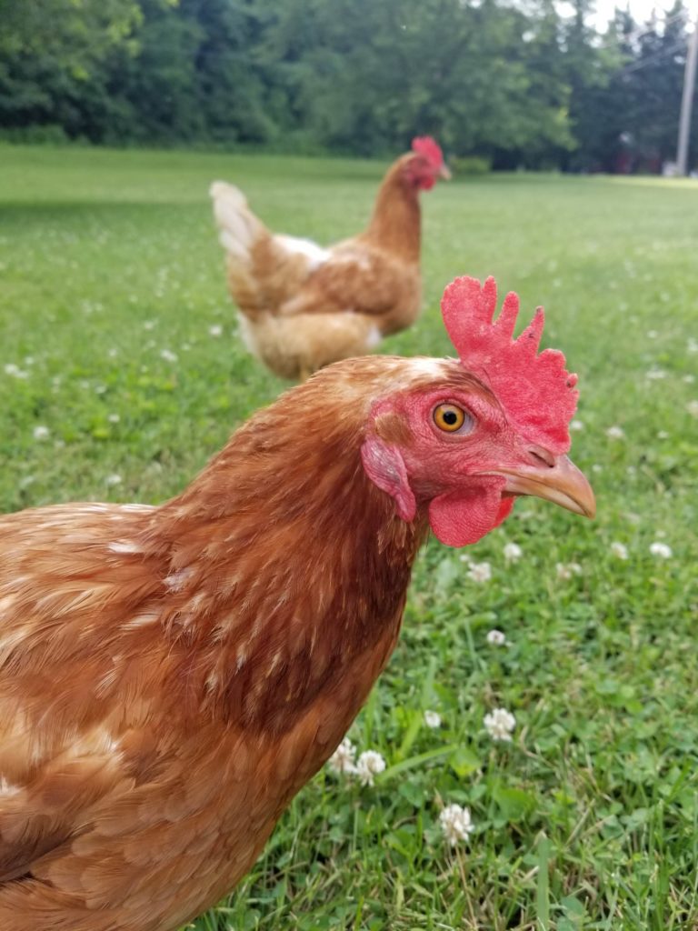 Free Ranging Your Chickens the Right Way | Community Chickens