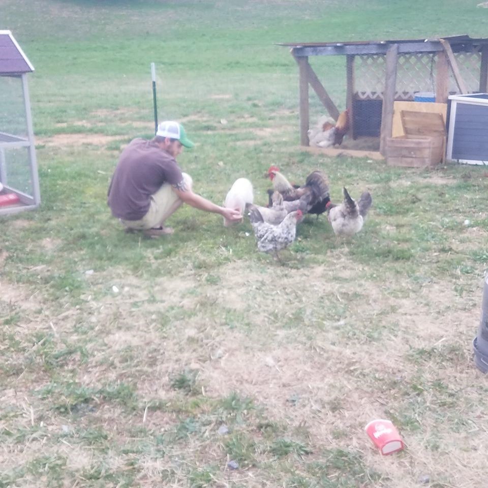 Animal-Assisted Therapy: A Beginner's Guide to Using Chickens ...