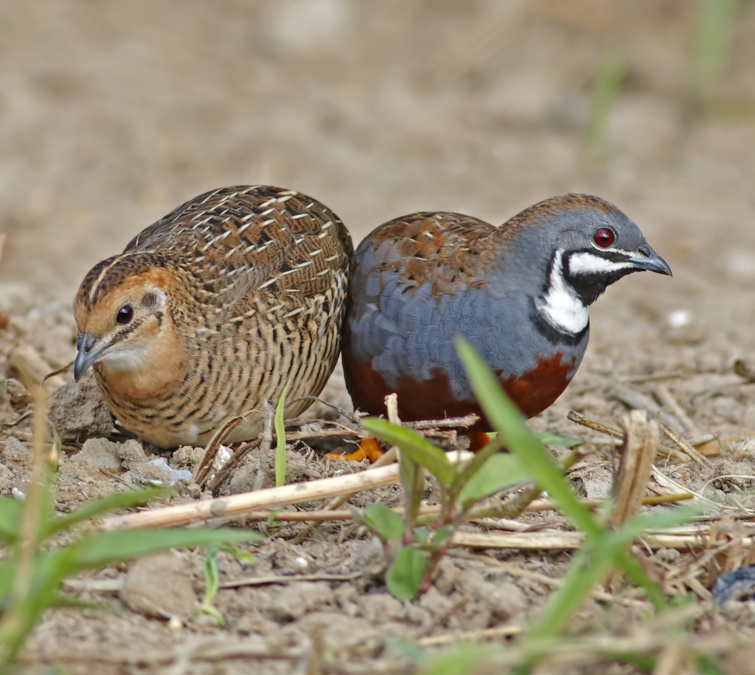 Choosing the Right Quail for You | Community Chickens