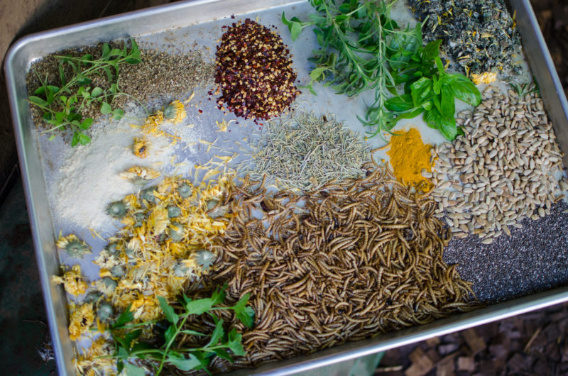 3 Chicken Ailments and Their Natural Treatments | Community Chickens