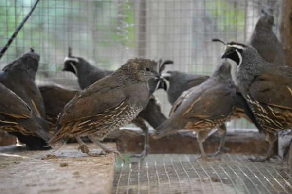 Choosing the Right Quail for You | Community Chickens