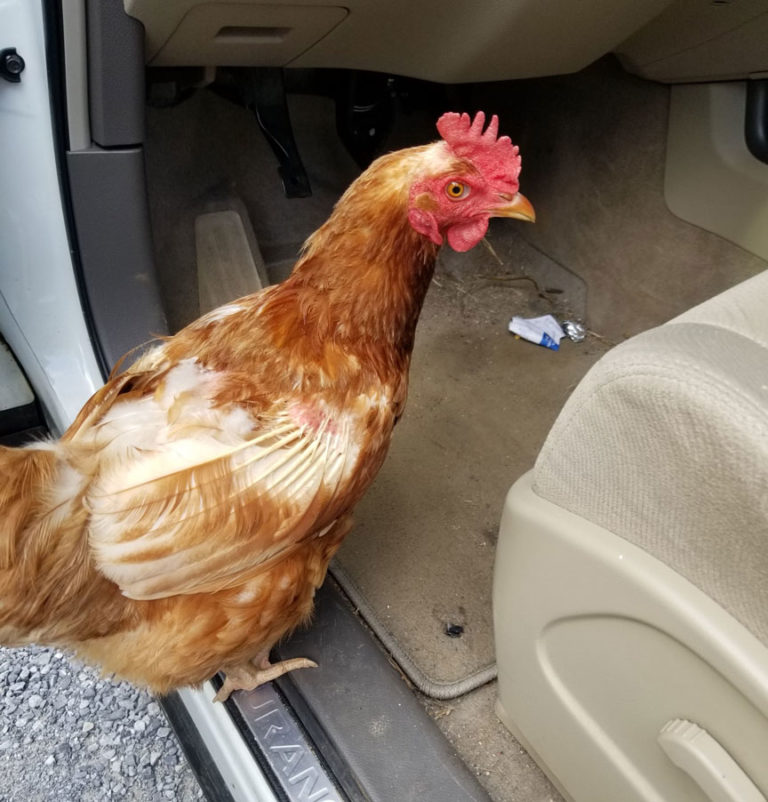 Moving With Chickens | Community Chickens