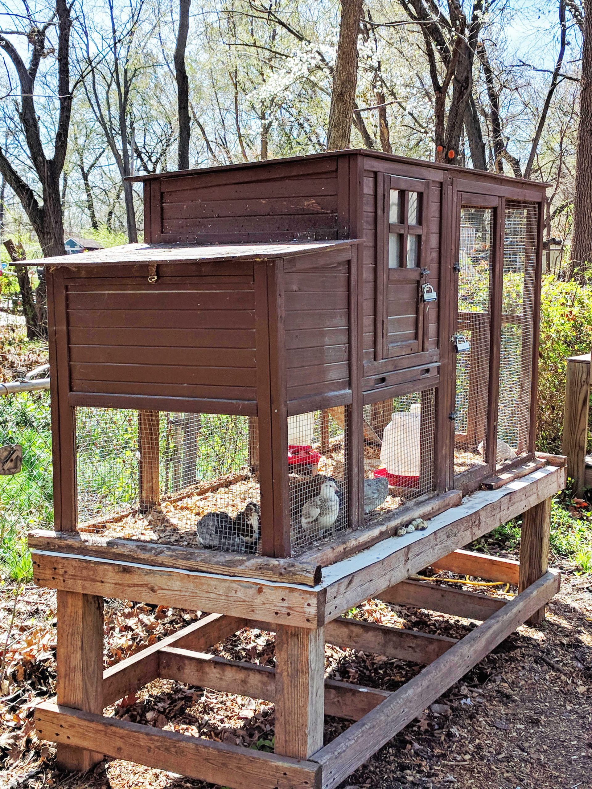 Build Your Own Quail Brooder | Community Chickens