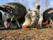 Chicken Processing Regulations | Community Chickens