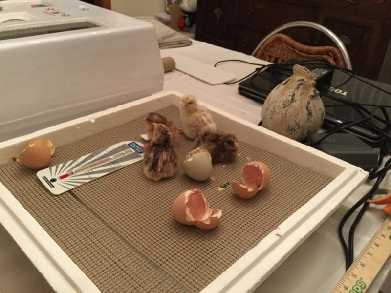 Common Chick Deformities | Community Chickens