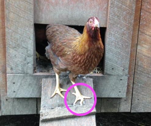Common Chick Deformities | Community Chickens