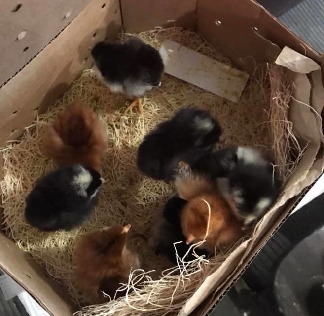 Common Chick Deformities | Community Chickens