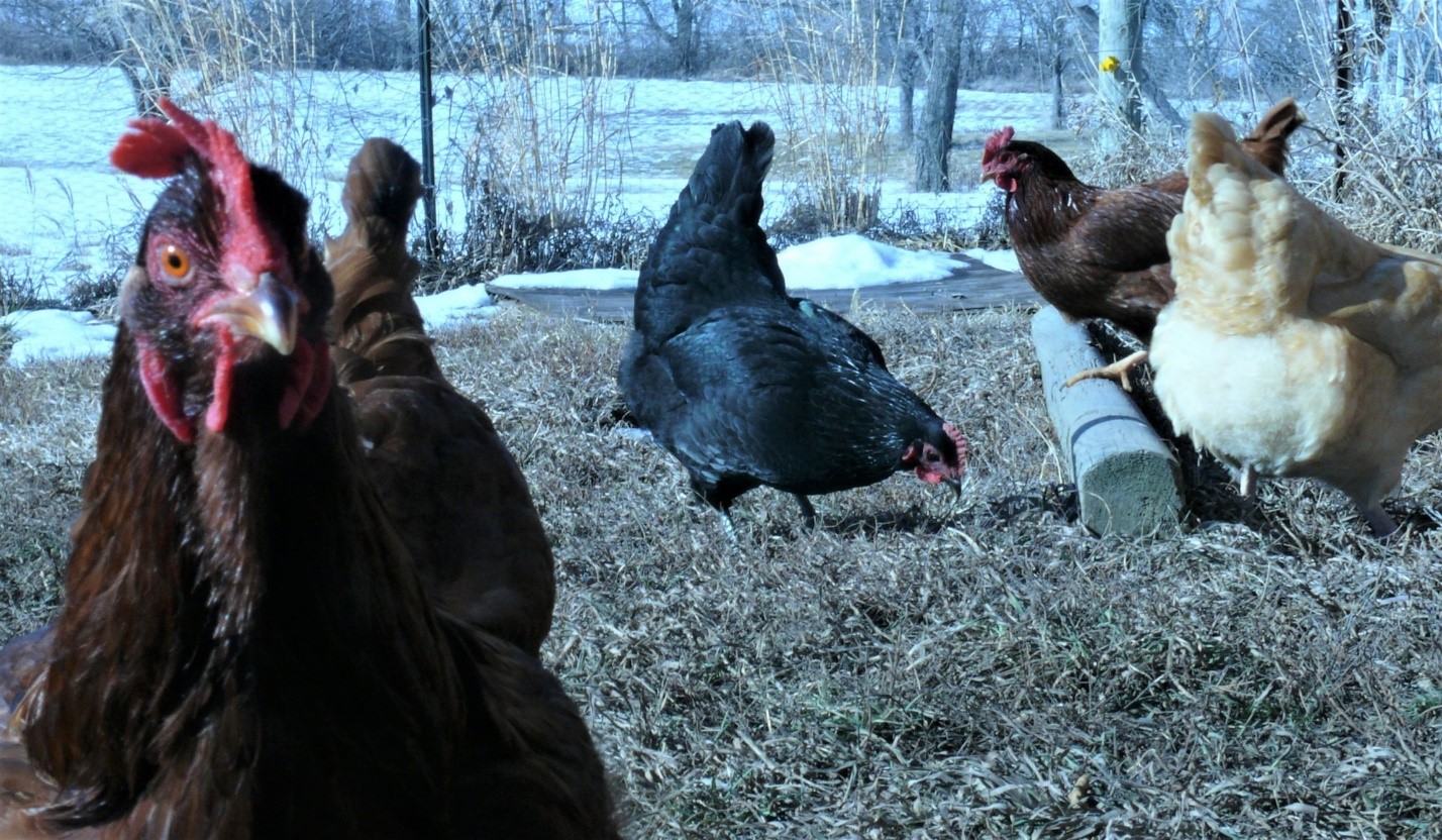Winter Chicken Care | Community Chickens