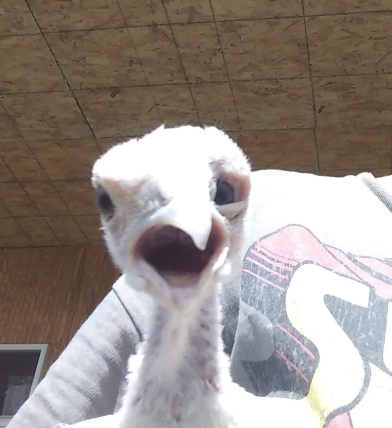 Common Chick Deformities | Community Chickens