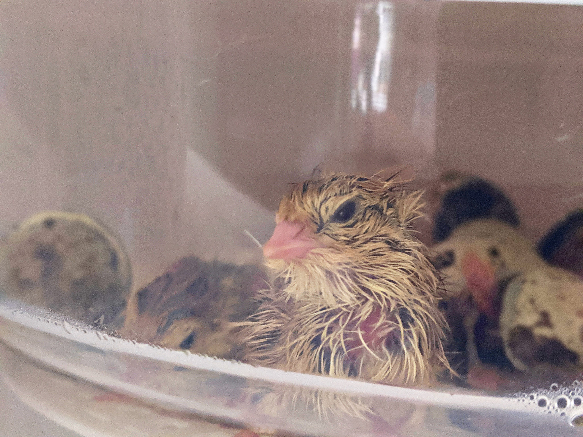Incubating Coturnix Quail Eggs | Community Chickens