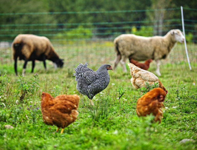 Rotational Grazing with Backyard Flocks | Community Chickens