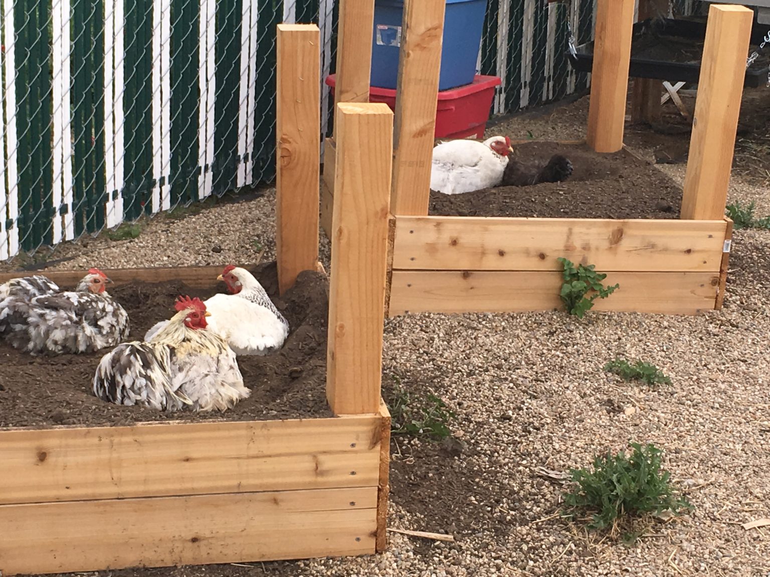 5 Tips for Gardening with Free Range Chickens | Community Chickens