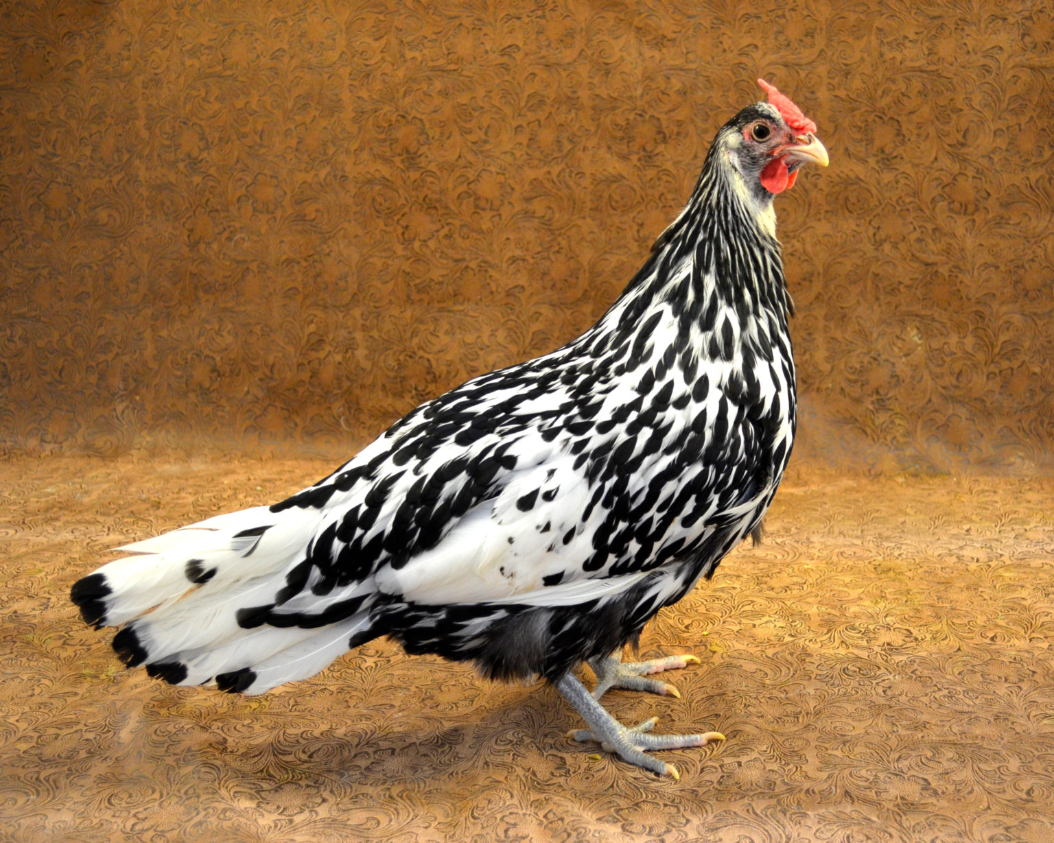 Continental Class: Stunning Chickens of Northern Europe | Community ...