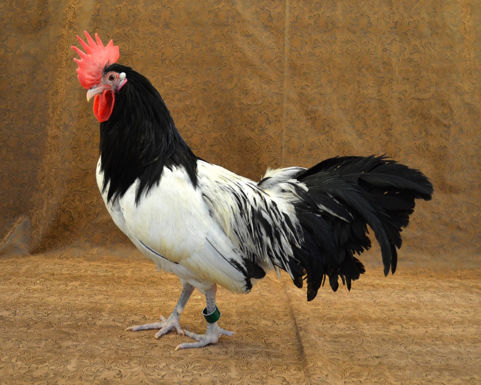 Continental Class: Stunning Chickens of Northern Europe | Community ...