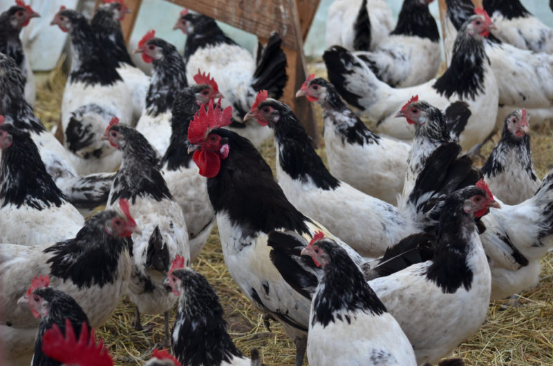 Continental Class: Stunning Chickens of Northern Europe | Community ...