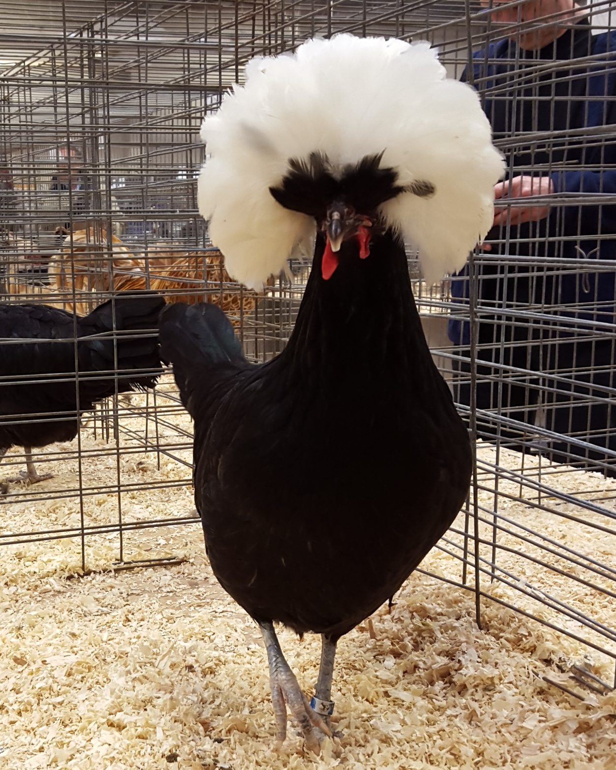 Continental Class: Stunning Chickens of Northern Europe | Community ...