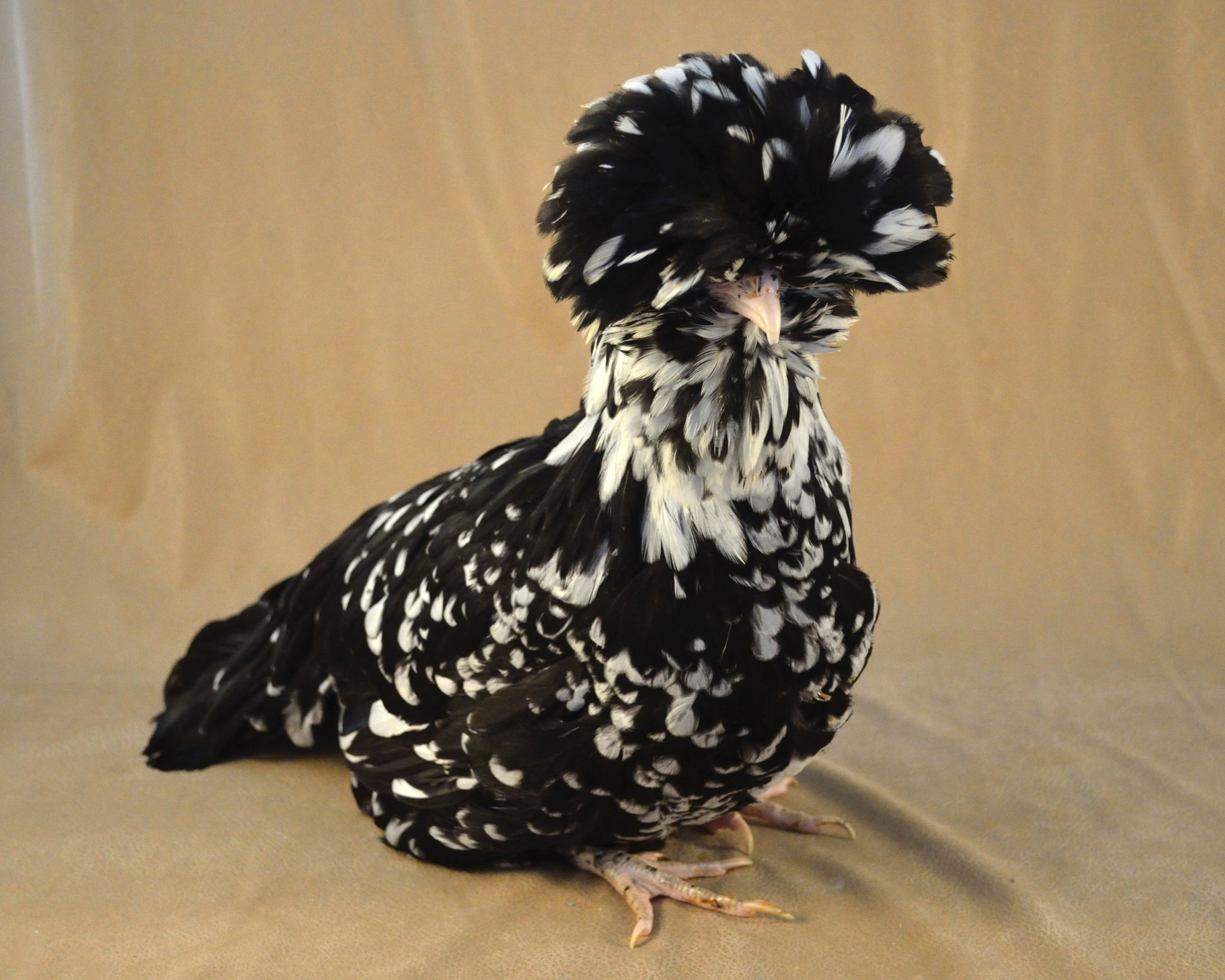 Continental Class: Stunning Chickens of Northern Europe | Community ...