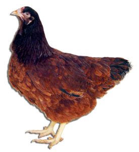 Breed Profile: Buckeye | Community Chickens