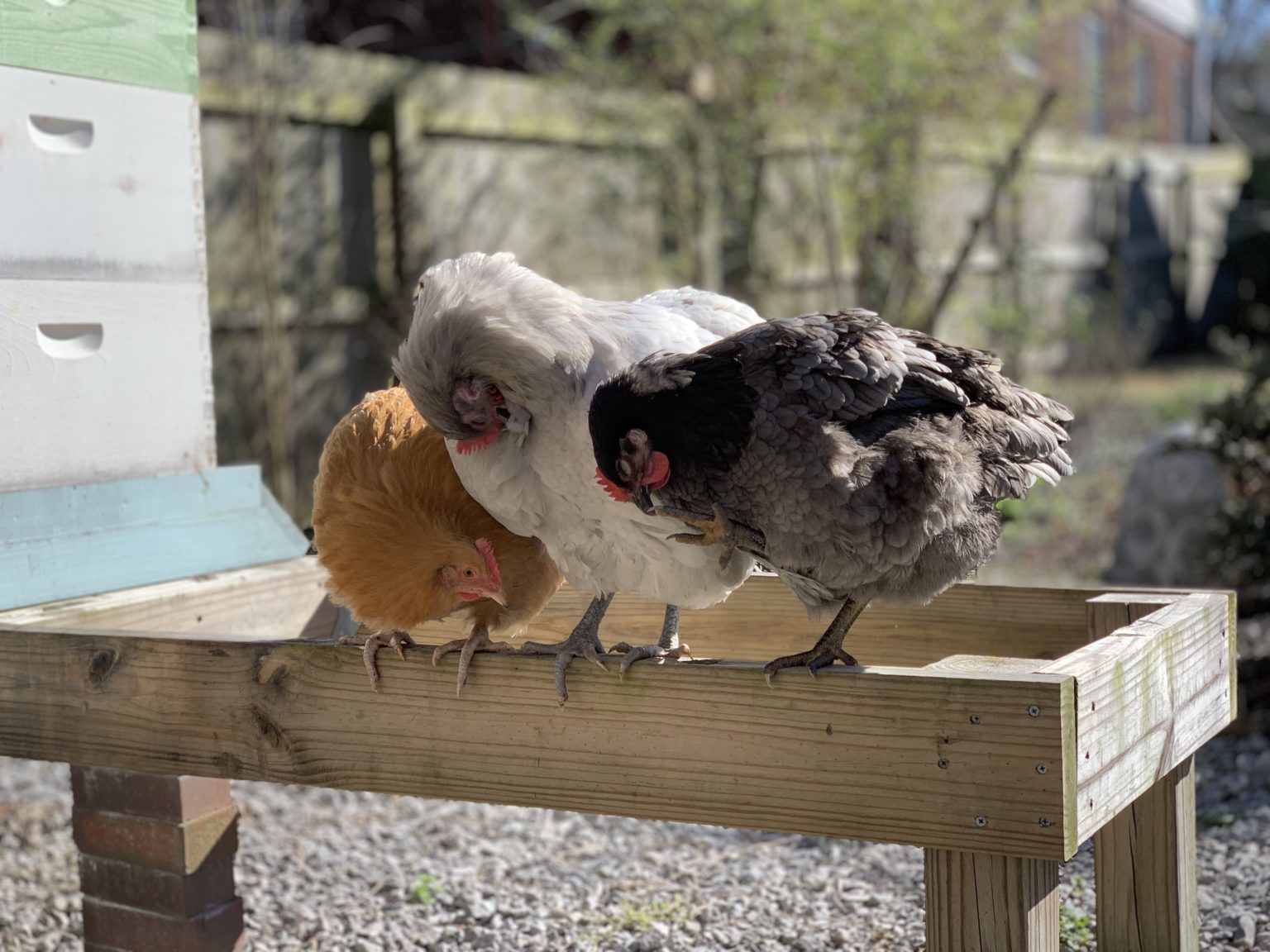 Build a Low-Cost Playground for your Chickens | Community Chickens