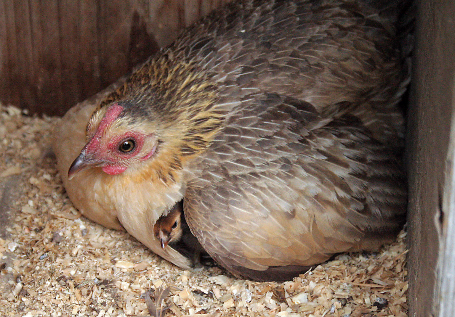 Broody Hens, Brooding Chicks | Community Chickens