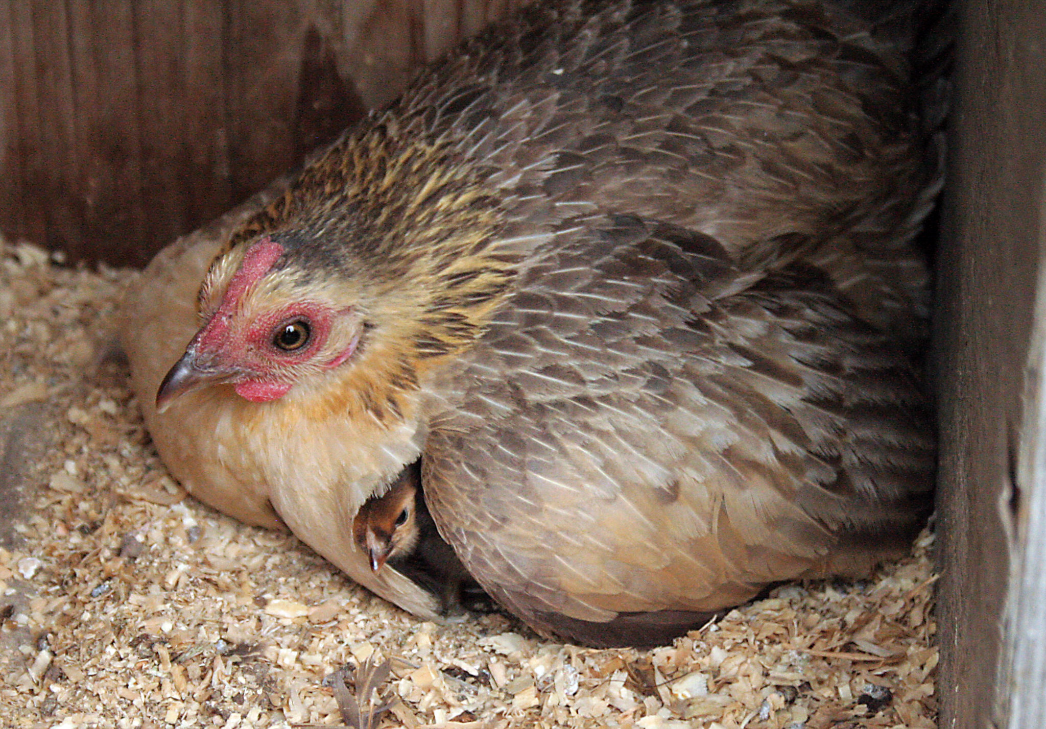 Broody Hens, Brooding Chicks | Community Chickens