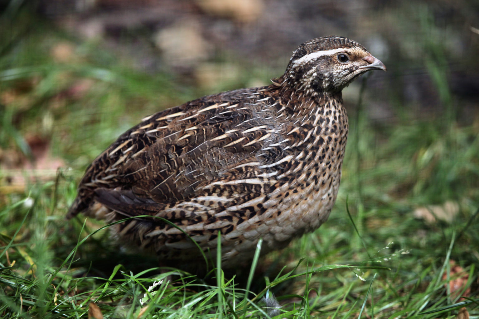 History of Keeping Japanese Quail | Community Chickens