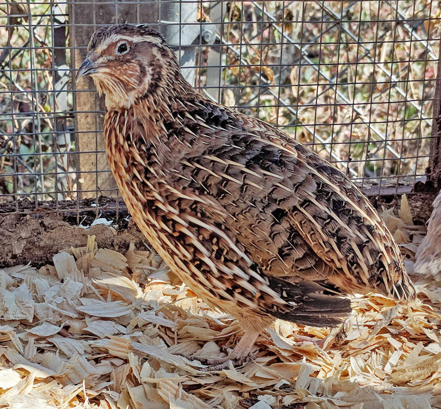 History of Keeping Japanese Quail | Community Chickens