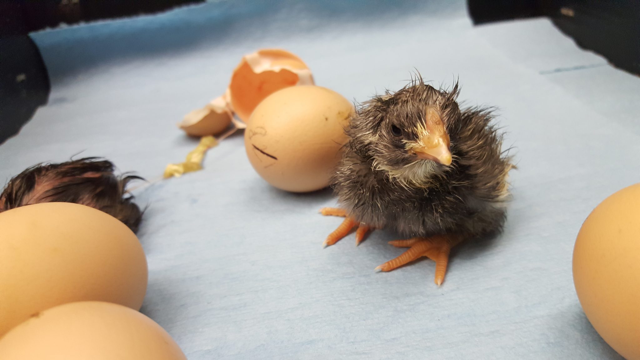 Chicken: American Style | Community Chickens