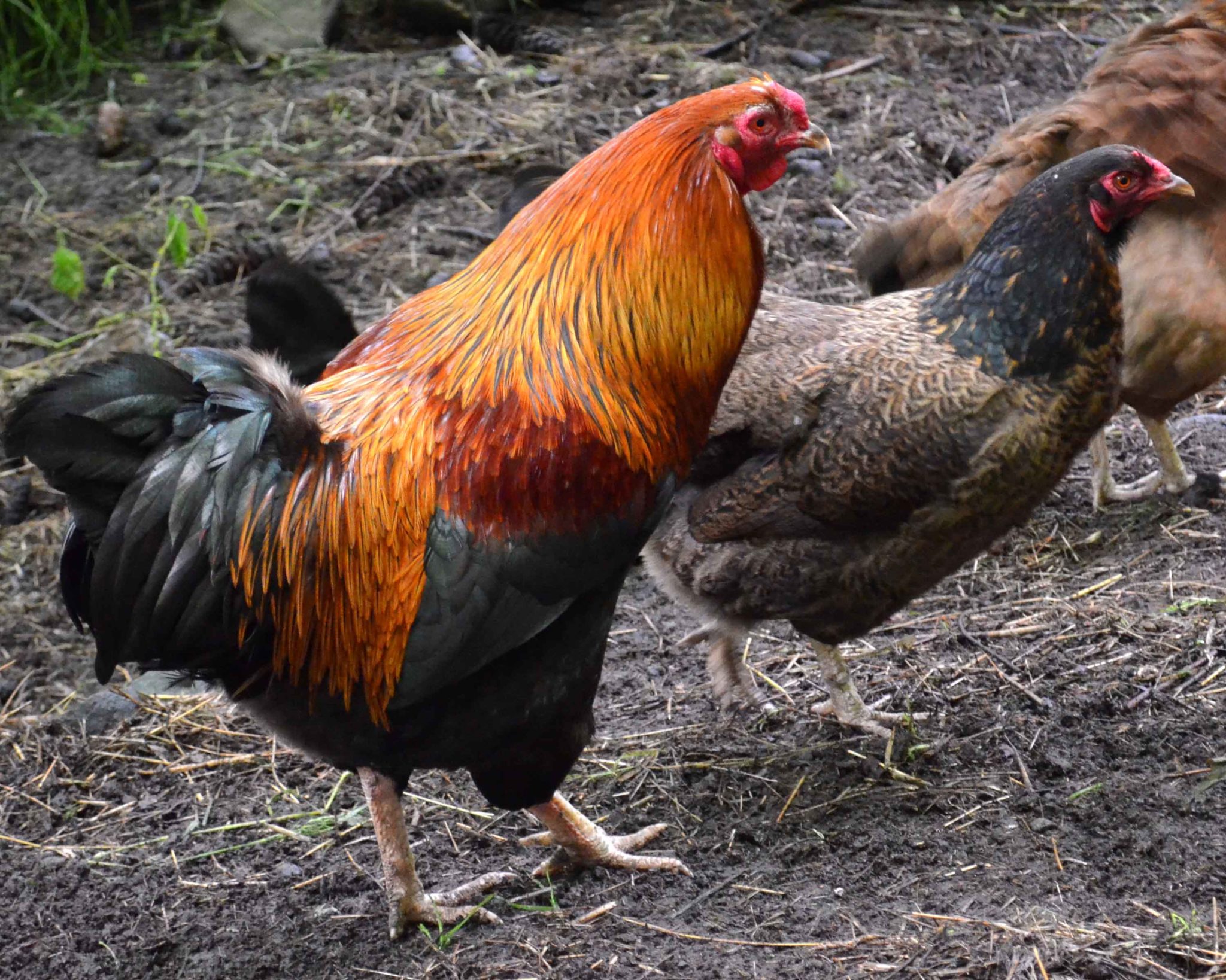 Chicken: American Style | Community Chickens