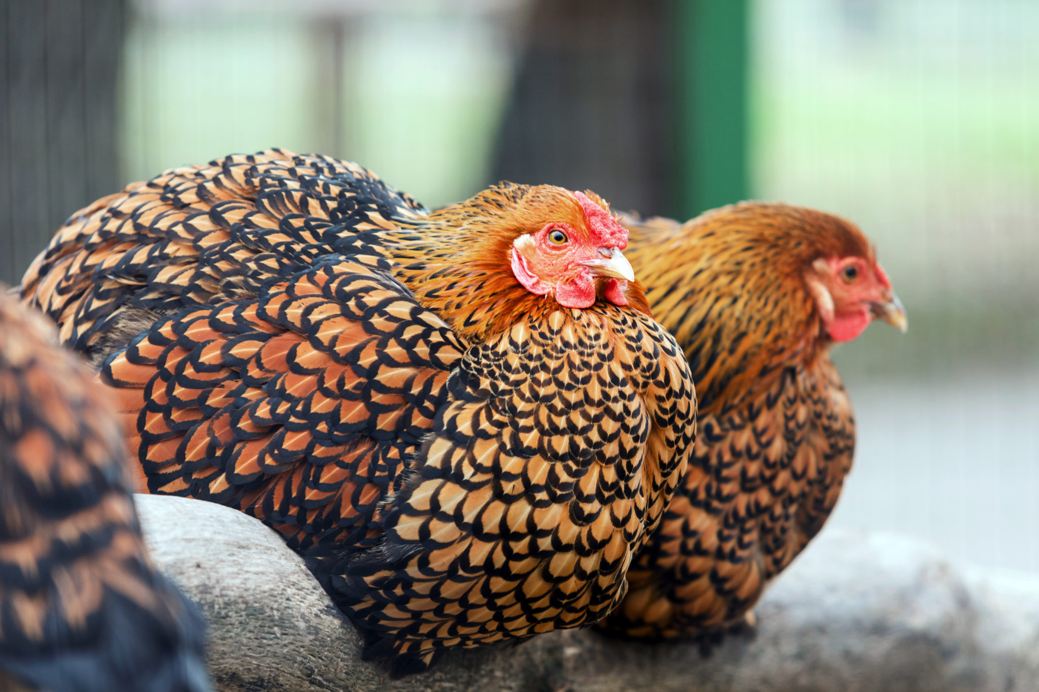 Heritage Breeds Featured on U.S. Postage Stamps | Community Chickens