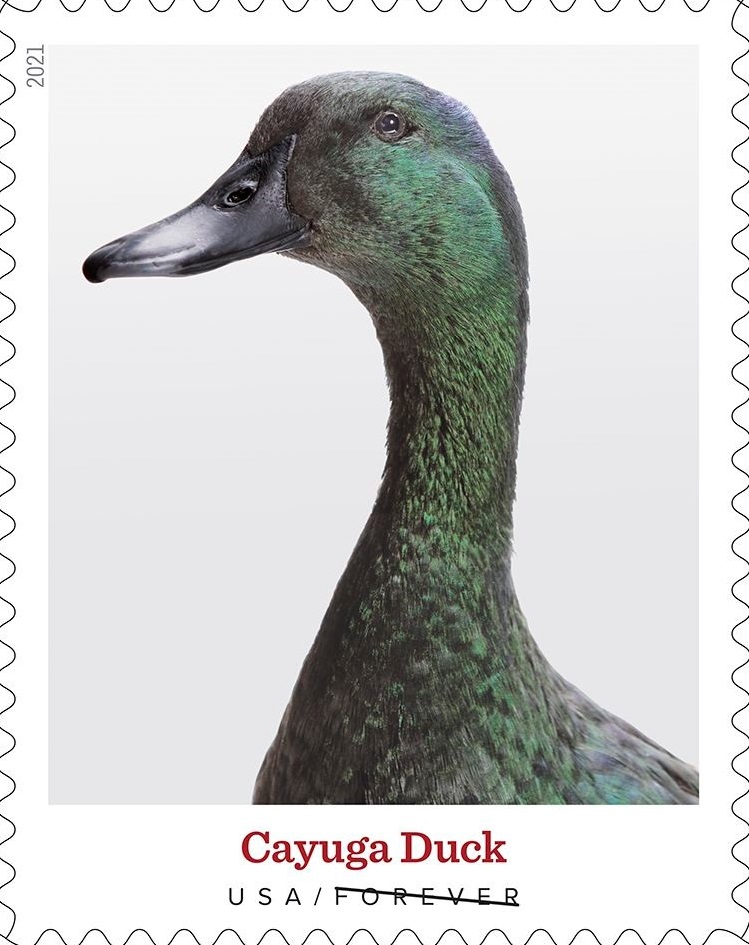 Cayuga Duck: Emerald Beauty of New York | Community Chickens