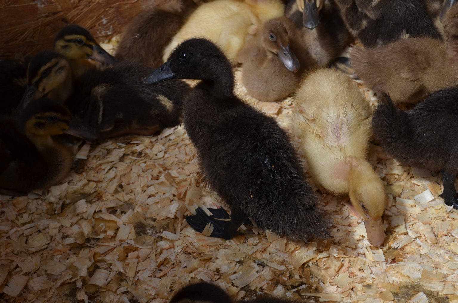 Cayuga Duck: Emerald Beauty of New York | Community Chickens