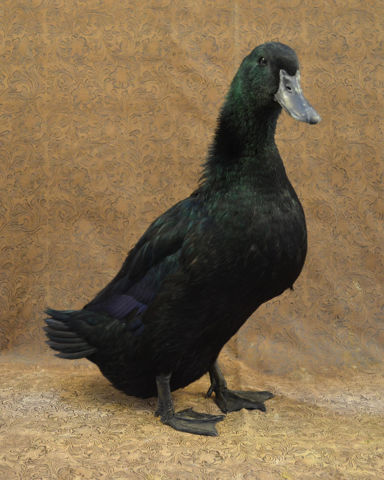 Cayuga Duck: Emerald Beauty of New York | Community Chickens